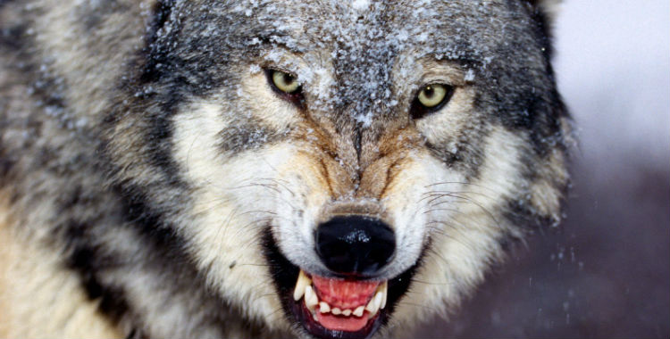 …And From the Ashes Rises “Wolfman: The Hater” | The Wolfman Cometh